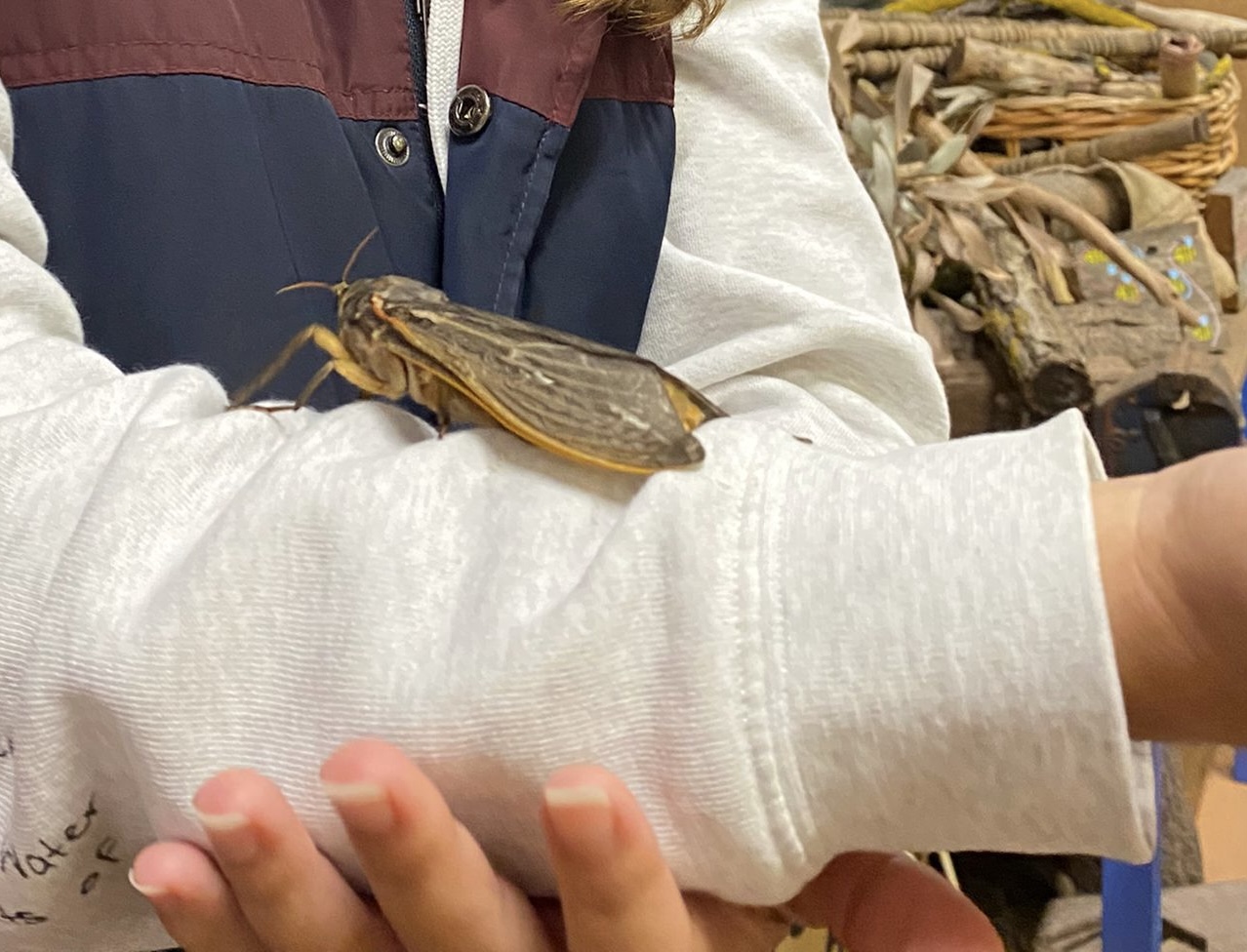 The wonderful world of moths – Learning By Doing